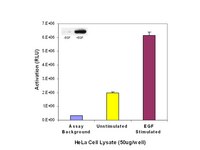 Ras Activation Assay Kit Protocol - patriotapplication79’s diary